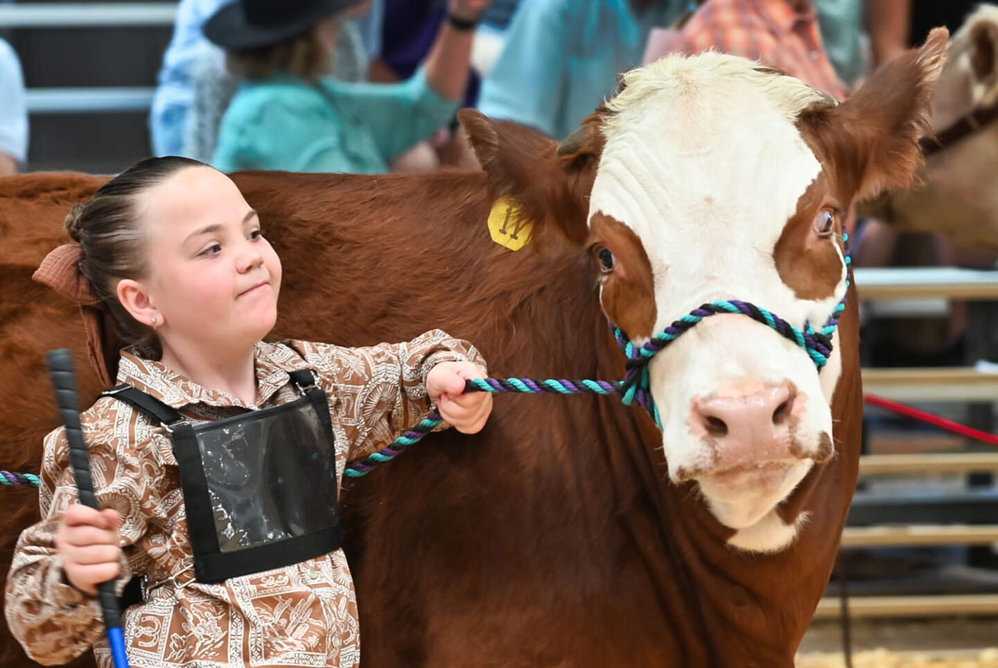 Junior Division Breeding Beef Show - DC Fair & Rodeo