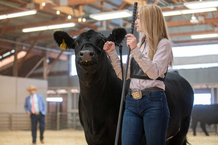 Junior Division Beef Showmanship - DC Fair & Rodeo