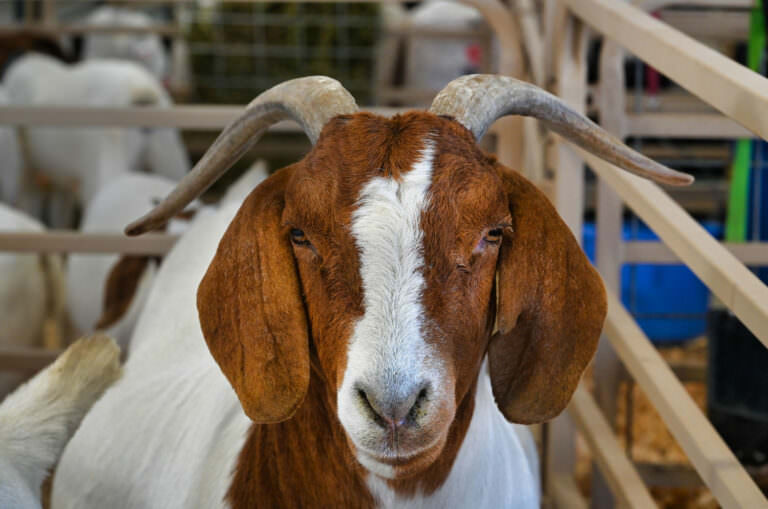 Kodiak Ranch Petting Zoo - DC Fair & Rodeo