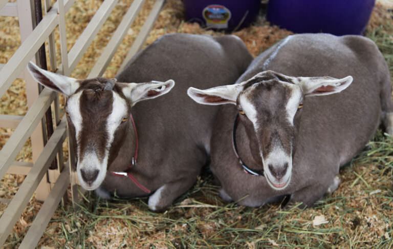Junior Division Market Goat Show - DC Fair & Rodeo