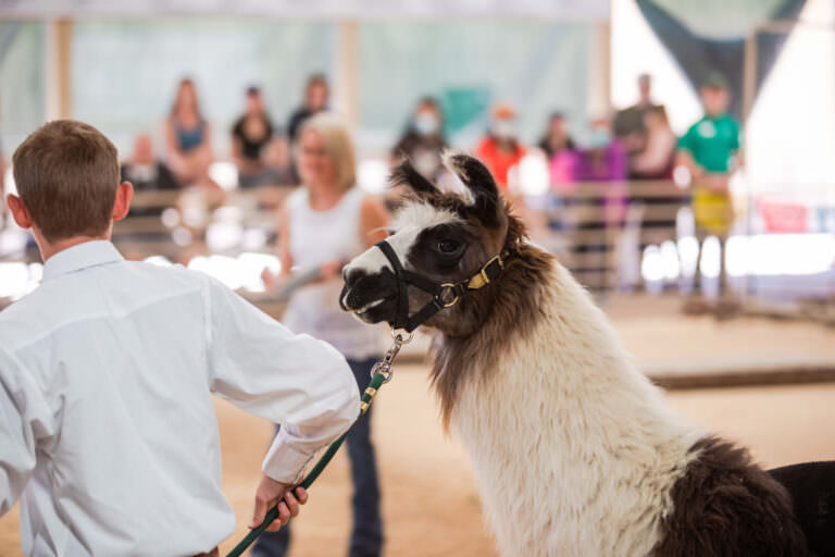 Llama Show - DC Fair & Rodeo