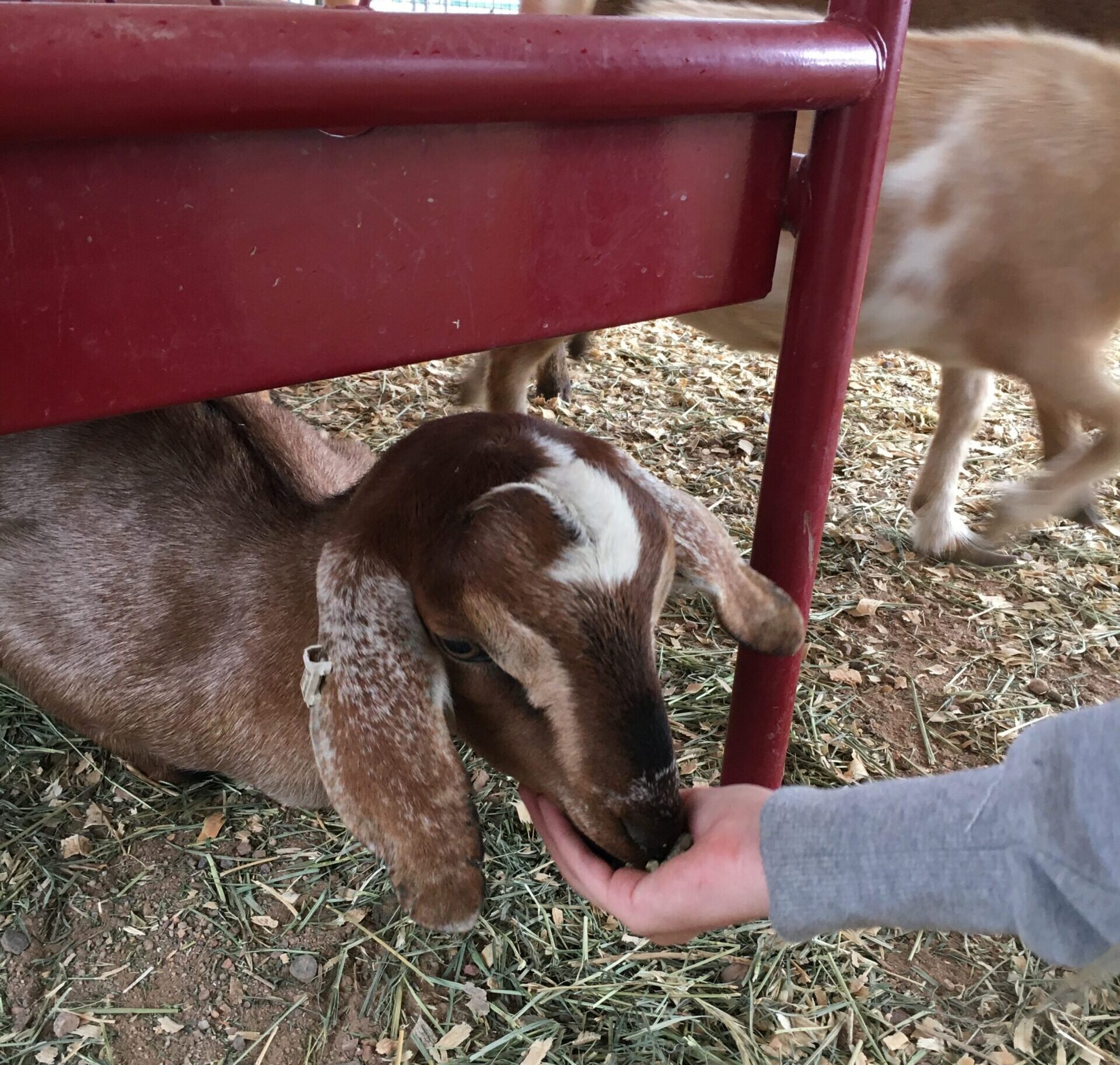 Kodiak Ranch Petting Zoo - Aug. 1 - DC Fair & Rodeo