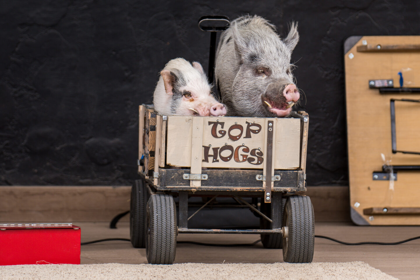 Top Hogs - July 27 - DC Fair & Rodeo