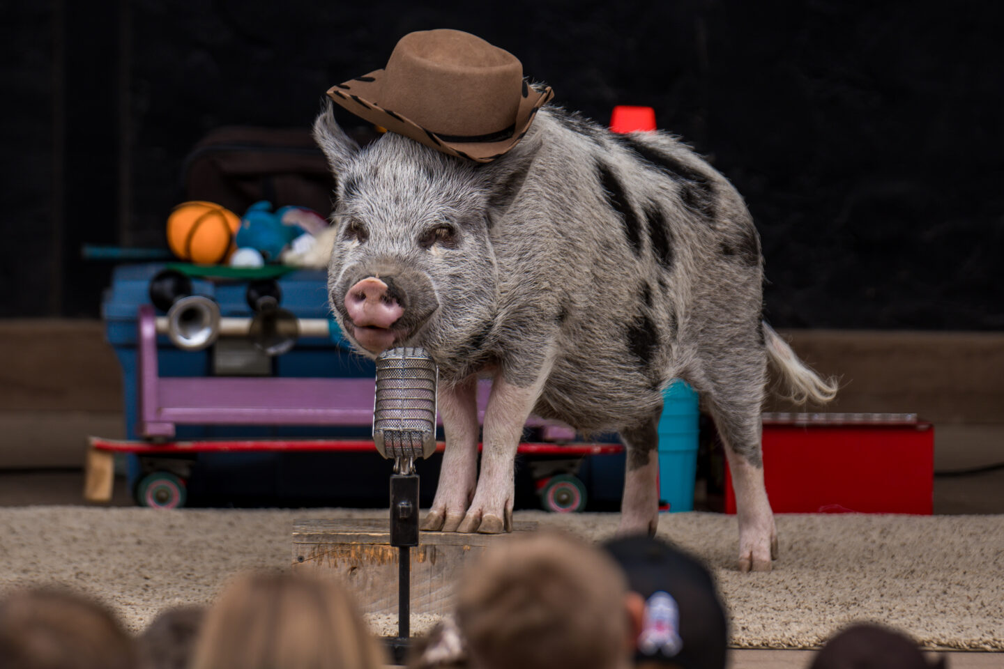 Top Hogs - July 27 - DC Fair & Rodeo