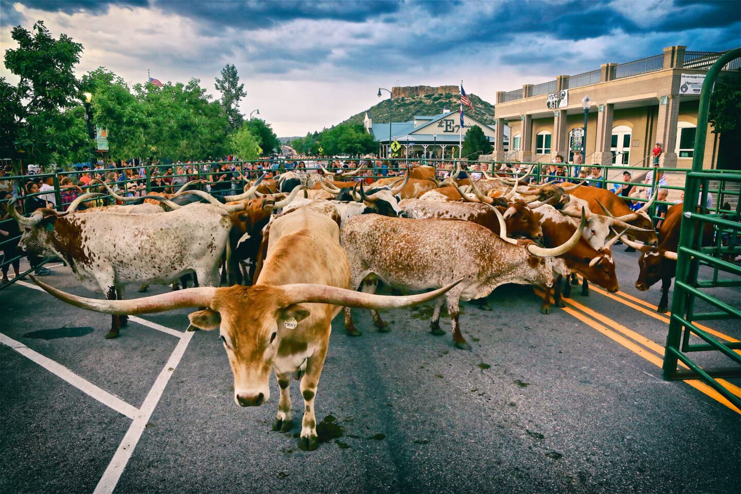 Cattle Drive - DC Fair & Rodeo